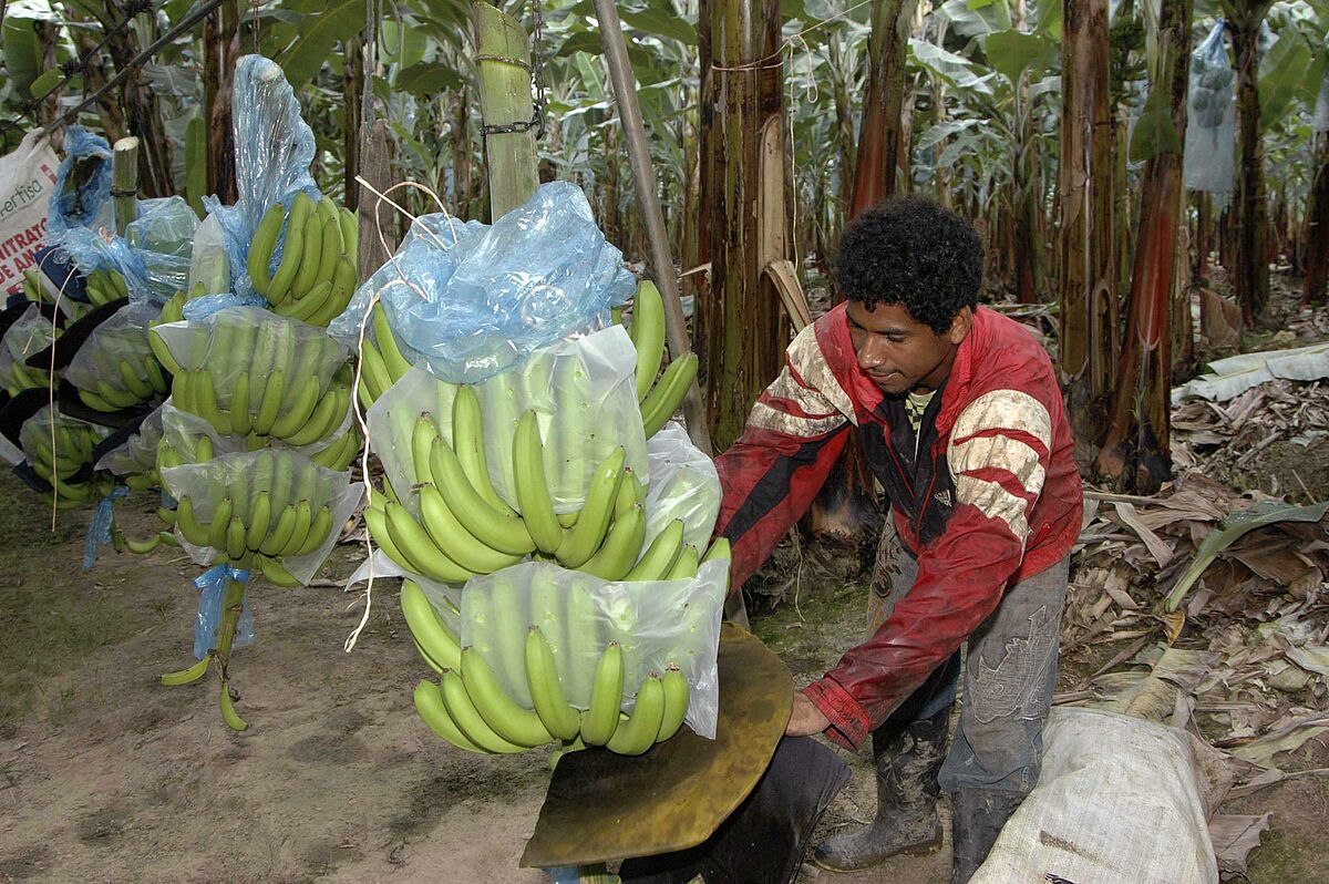 EU-Trade policy in practice: Fair Trade in the Banana Sector?